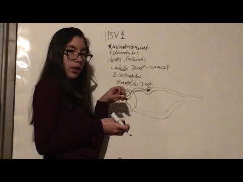 Herpes Simple tipo 1. Virus.
