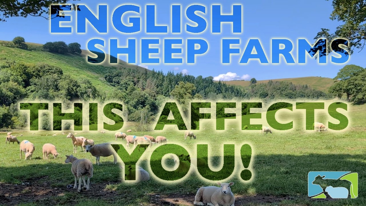 BIG CHANGES to legislation for ENGLISH SHEEP FARMS coming NEXT YEAR