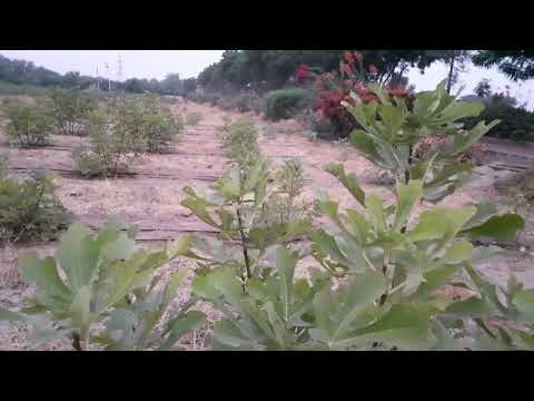 Water conservation method - Drip Irrigation System in a field |