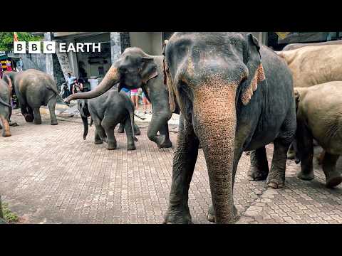 The Island Where Elephants And Humans Live Side By Side | Guardians | BBC Earth