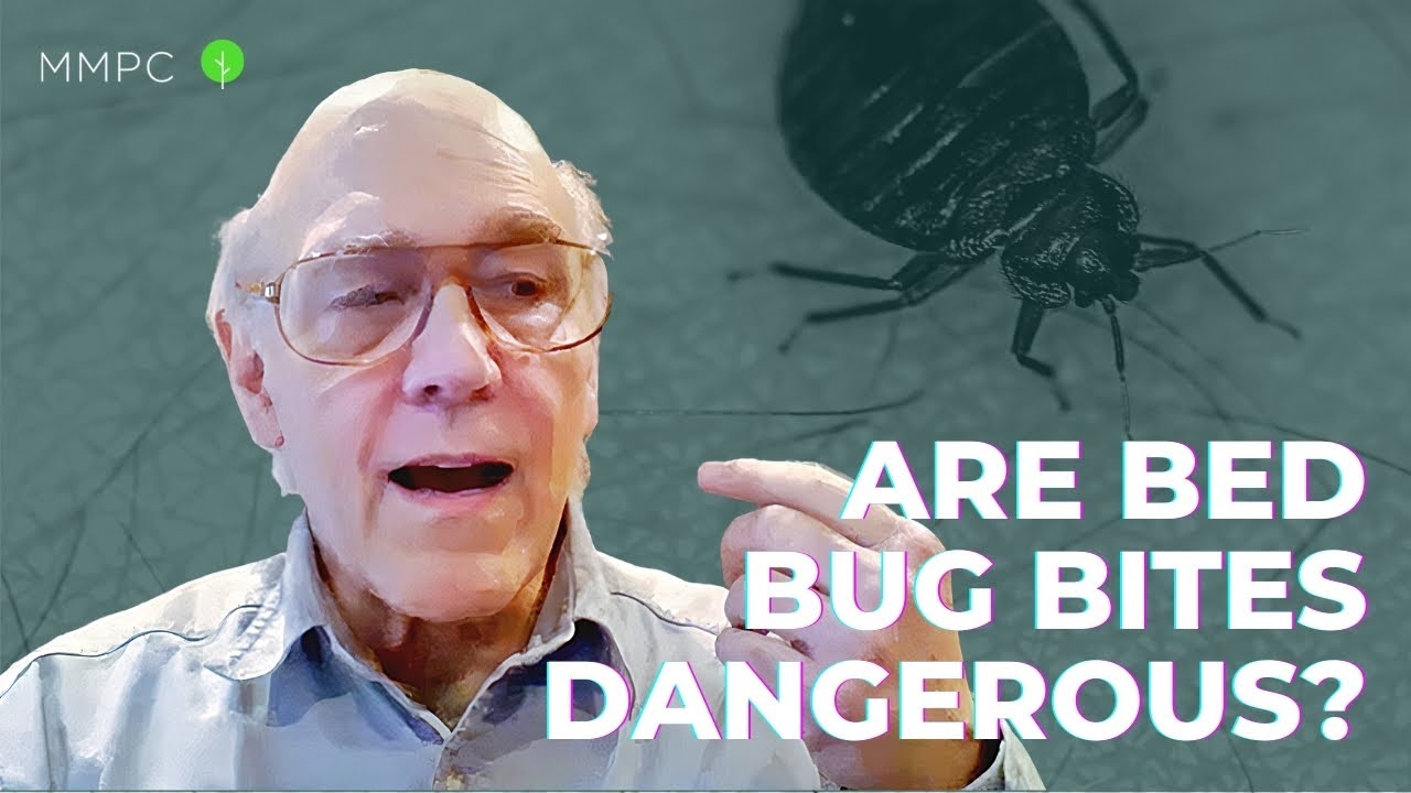 Are Bed Bug Bites Dangerous? — An Entomologist Explains | MMPC