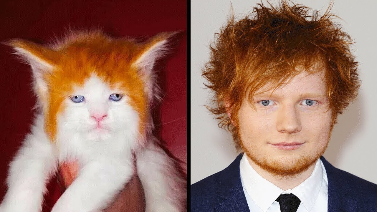 When Animals Look Like Celebrities