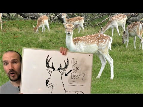 What types of DEER live in the UK