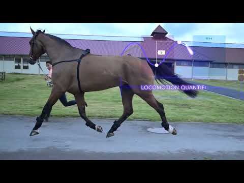 EQUISYM - veterinary support tool for the diagnosis of equine locomotor asymmetries.