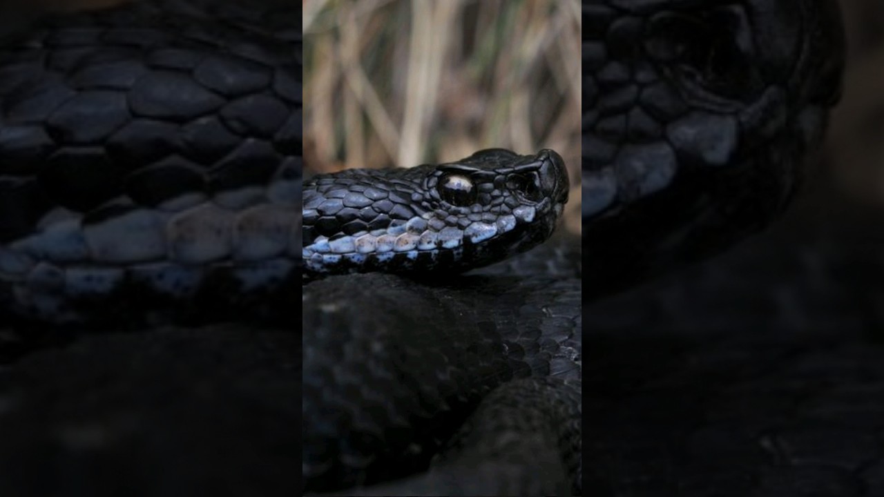 3 sottospecie di Vipera presenti in Italia, video in uscita giovedi @gregoiremeier #vipere