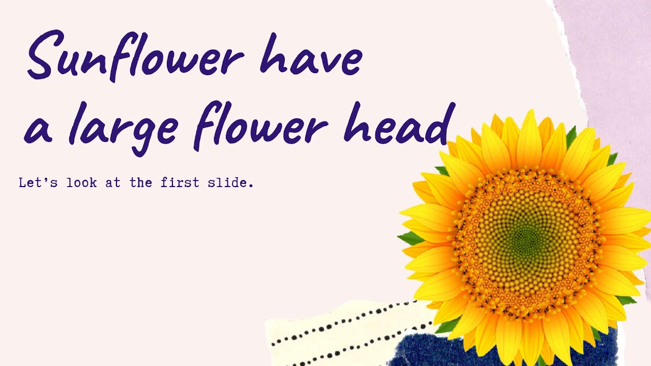 Report text: Sun flower
