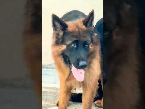 दुनिया का सबसे बुद्धिमान कुत्ता! Harsh gurjar. gsdindian. #germanshepherd #gsd #gsdindian