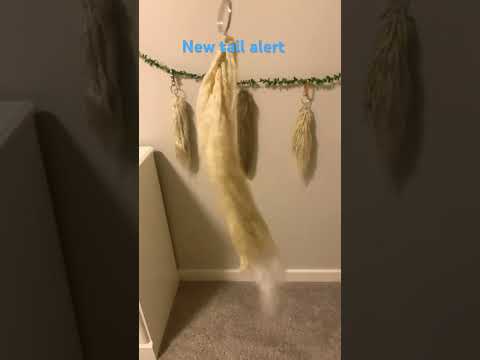 New tail alerttt!!! #antizoo #therianthropy #therian #tail #gear