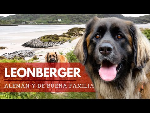 Perro Leonberger – Todo sobre la raza | Terránea