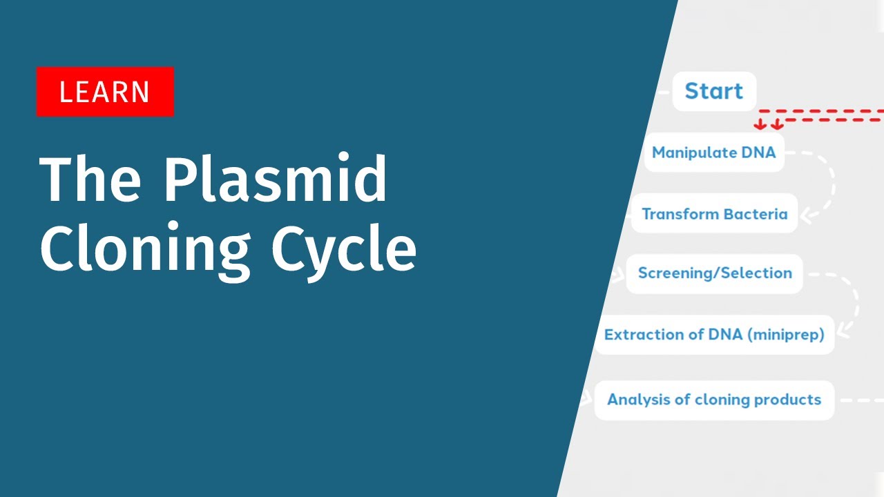 The Plasmid Cloning Cycle