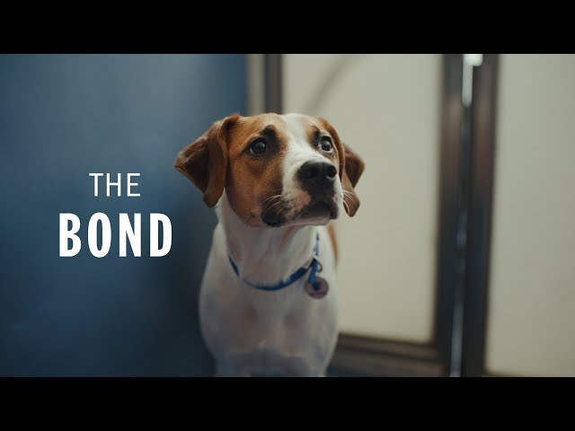 Ad of the Day | Battersea: The Bond - adsofbrands.net