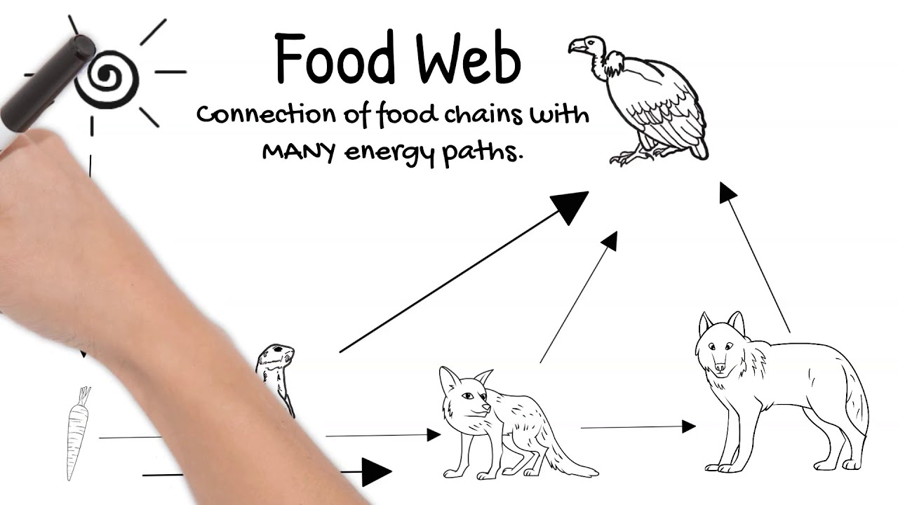 Food Chains and Food Webs. Short Simple Science