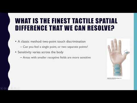 Sensation & Perception: Touch (3 of 4)