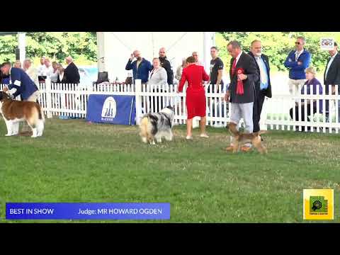 Blackpool 23 Day 3 Terrier, working and Pastoral Groups and Best in Show