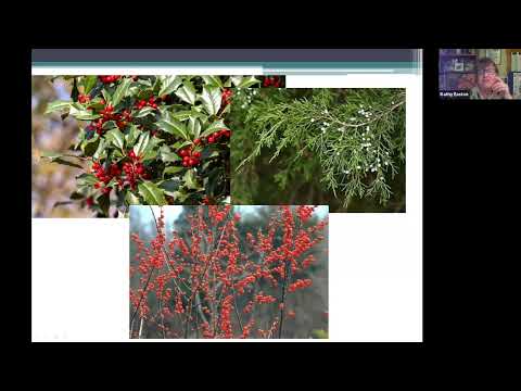 Attracting Birds: Beyond the Birdfeeder