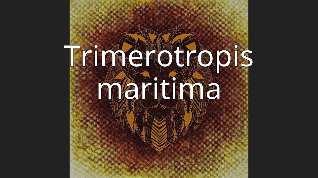 Trimerotropis maritima