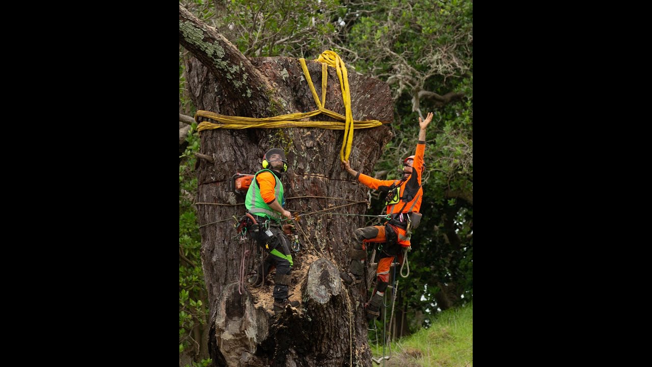 BLACKHAWK TREE REMOVAL PROJECT