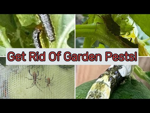 TIPS to get rid of pests or to not get them in the first place!