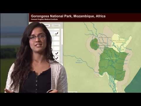 HHMI Educator Tips — Gorongosa Interactive Map