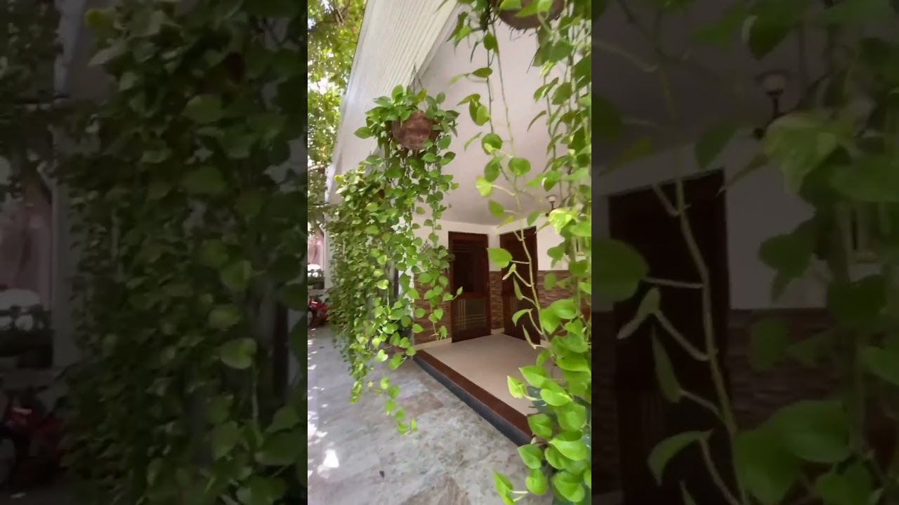 Money plant Pothos 🍀 decoration Ideas #shorts #viral #trending