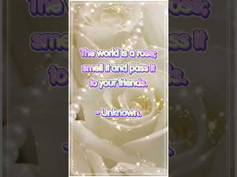 White Roses Quotes | #whiteroses #rose #roses #rosestatus #flowers #flowerquotes