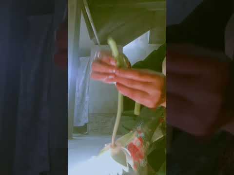 how to make mala of Lotus flower 🌺 #lotus #navratri2023 #viralshorts