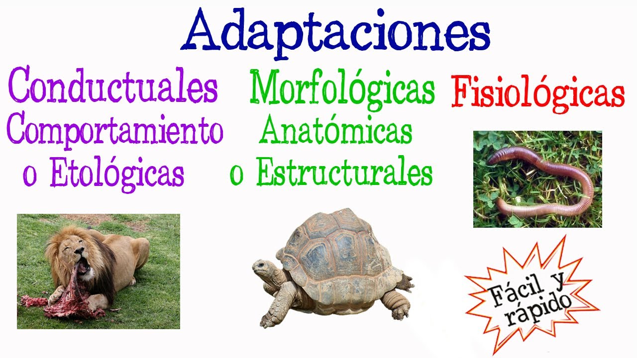 🐝What is Adaptation? Types of Adaptation🐢 [Easy & Quick] | BIOLOGY |
