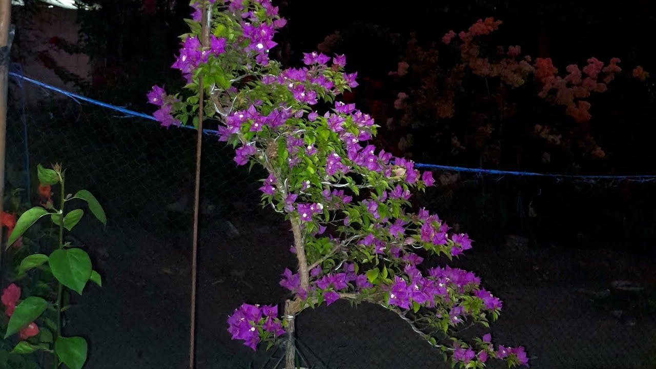 Repiyu Tanaman hias bougenville mikro ungu