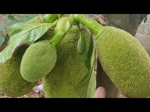 Pohon Nangka Madu mulai Berbuah lagi‼️