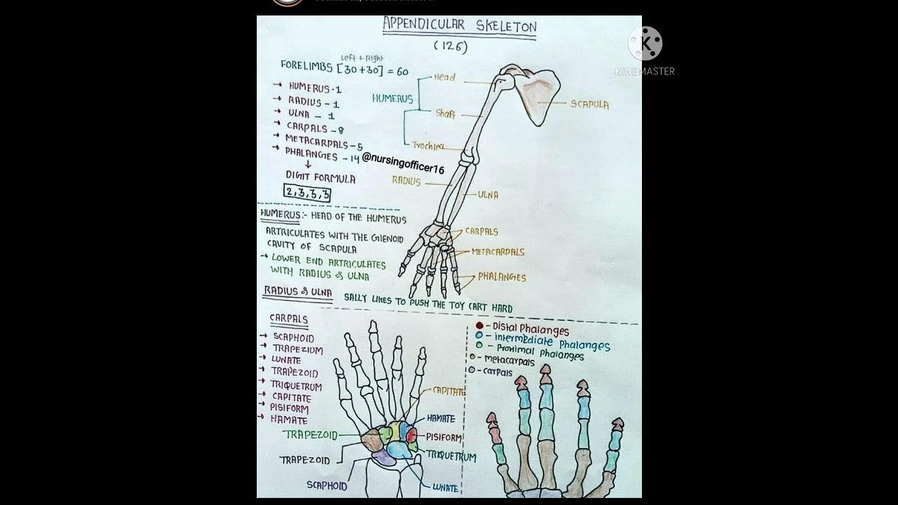 Appendicular skeleton💯. @studymaterial79... please like and share the video....