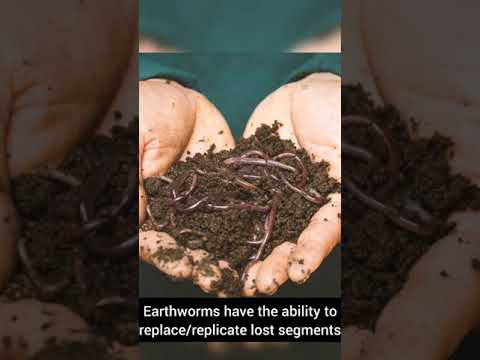 10 Interesting & Unknown facts about Worm