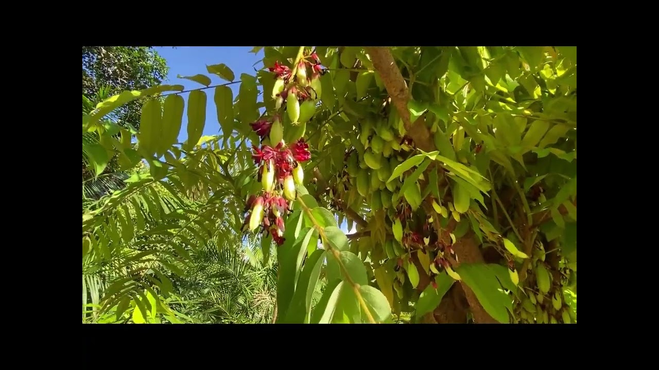 A grama com flores tomando conta do jardim 