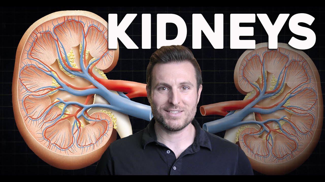 How do the Kidneys work? Renal Physiology and Filtration Explained for Beginners | Corporis