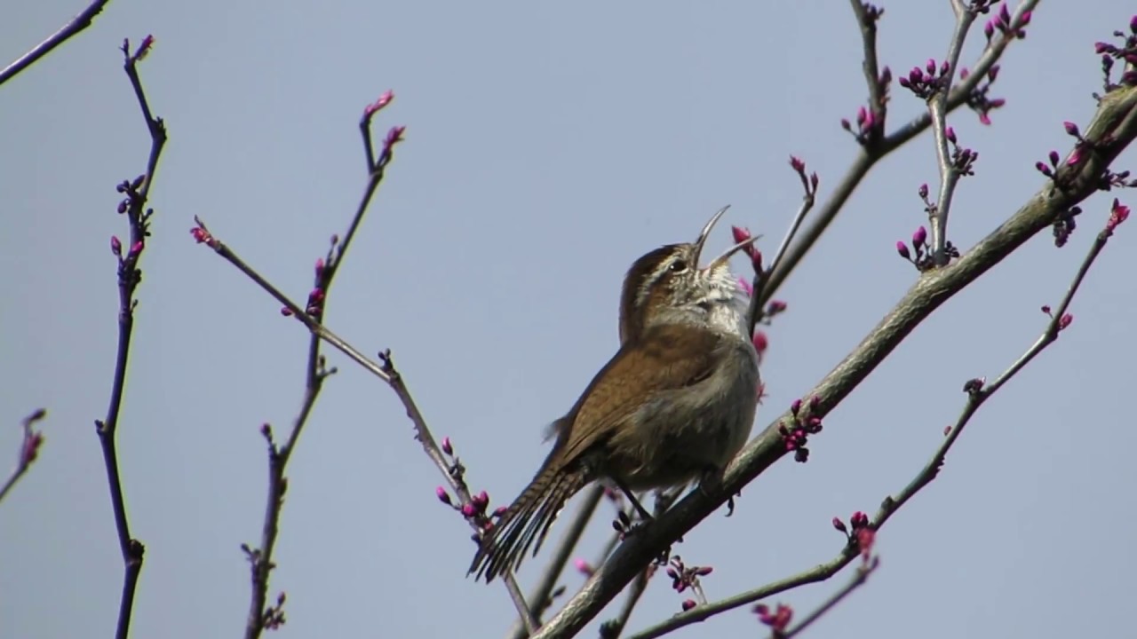 Bewick's Wren song