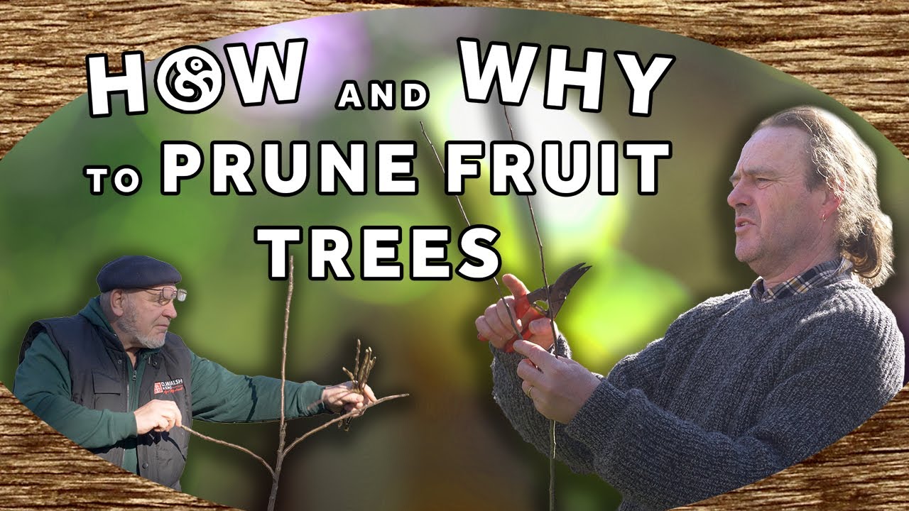 Fruit Tree Pruning Workshop with Brian Dillon and Michael Miklis