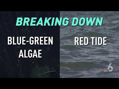 Breaking Down Red Tide and Blue-Green Algae