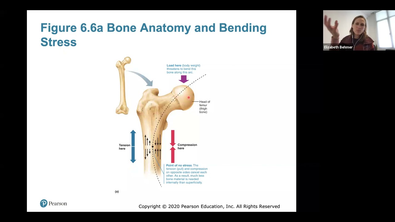 Ch. 6 (Bone and Skeletal Tissue) Video
