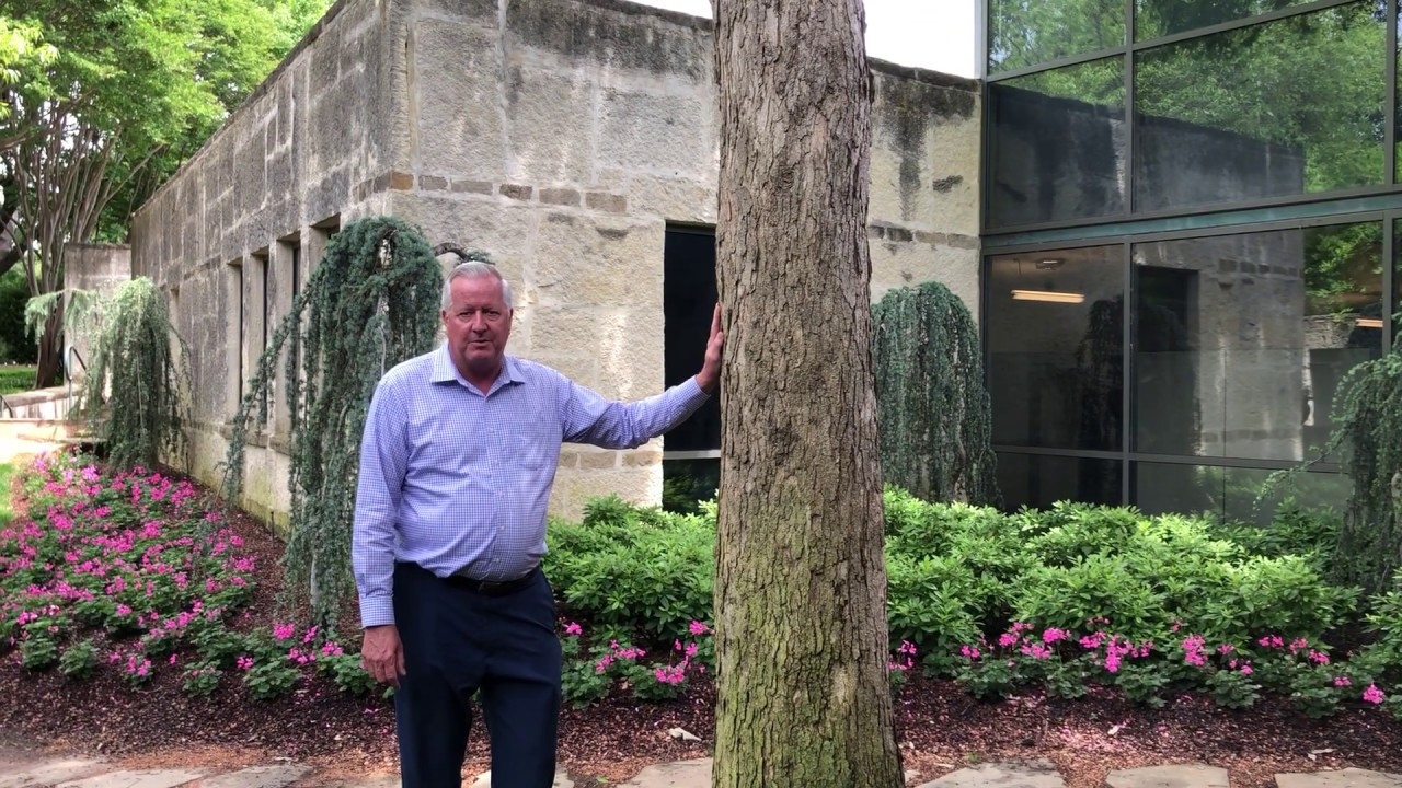In the Garden with Dave: Chinquapin Oak