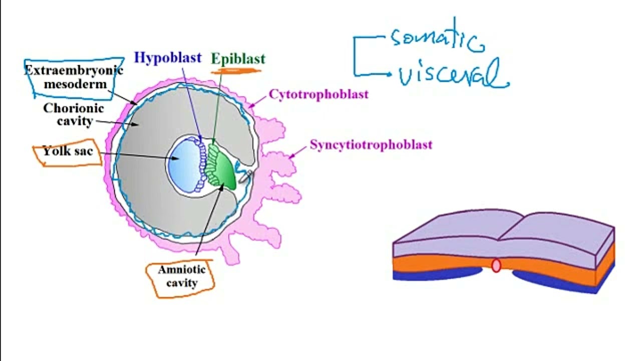 USMLE ACE Video 246: Embryonic Development: Key Stages, Cellular Differentiation, and Timeline