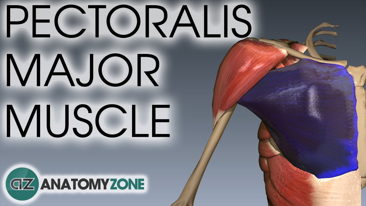 Pectoralis Major Muscle Anatomy | AnatomyZone