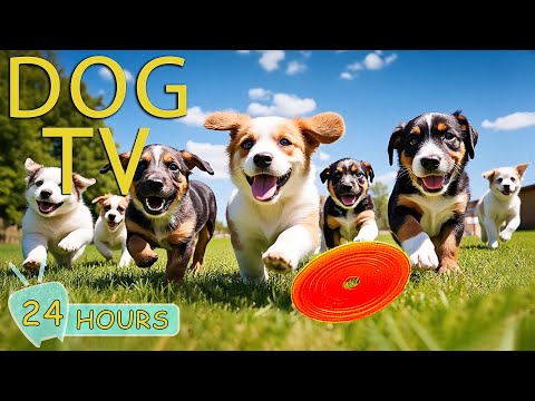 DOG TV: Video Entertain Prevent Boredom Dogs When Home Alone - Anti-Anxiety Collection Music for Dog