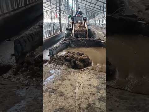 Collection process of manure in livestock farms to obtain biogas