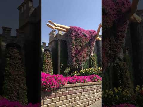 4K Amazing Garden | Miracle Garden | Dubai UAE | short #54