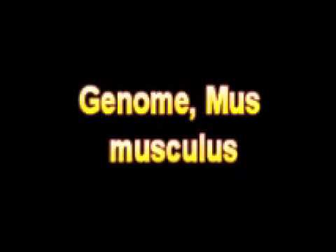 What Is The Definition Of Genome, Mus musculus - Medical Dictionary Free Online Terms