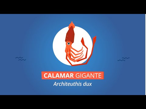 El Calamar Gigante | Videos educativos para niños