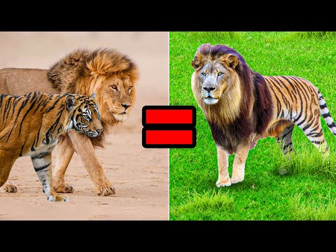 What Happens When You Cross These Animals Together? | Wild World Official1