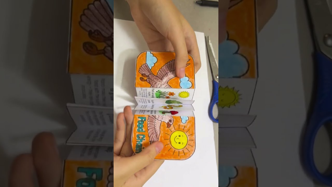 Food Chain Foldable, Food Chain Activity, Life Science Craft,STEM Crafts, life science craft