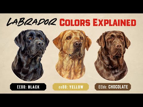 Understanding Labrador Retriever Colors: Genetics Simplified