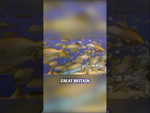 the fish that gets you high"Salema porgy" #shorts#information