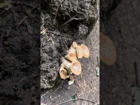 This fungus is very important!